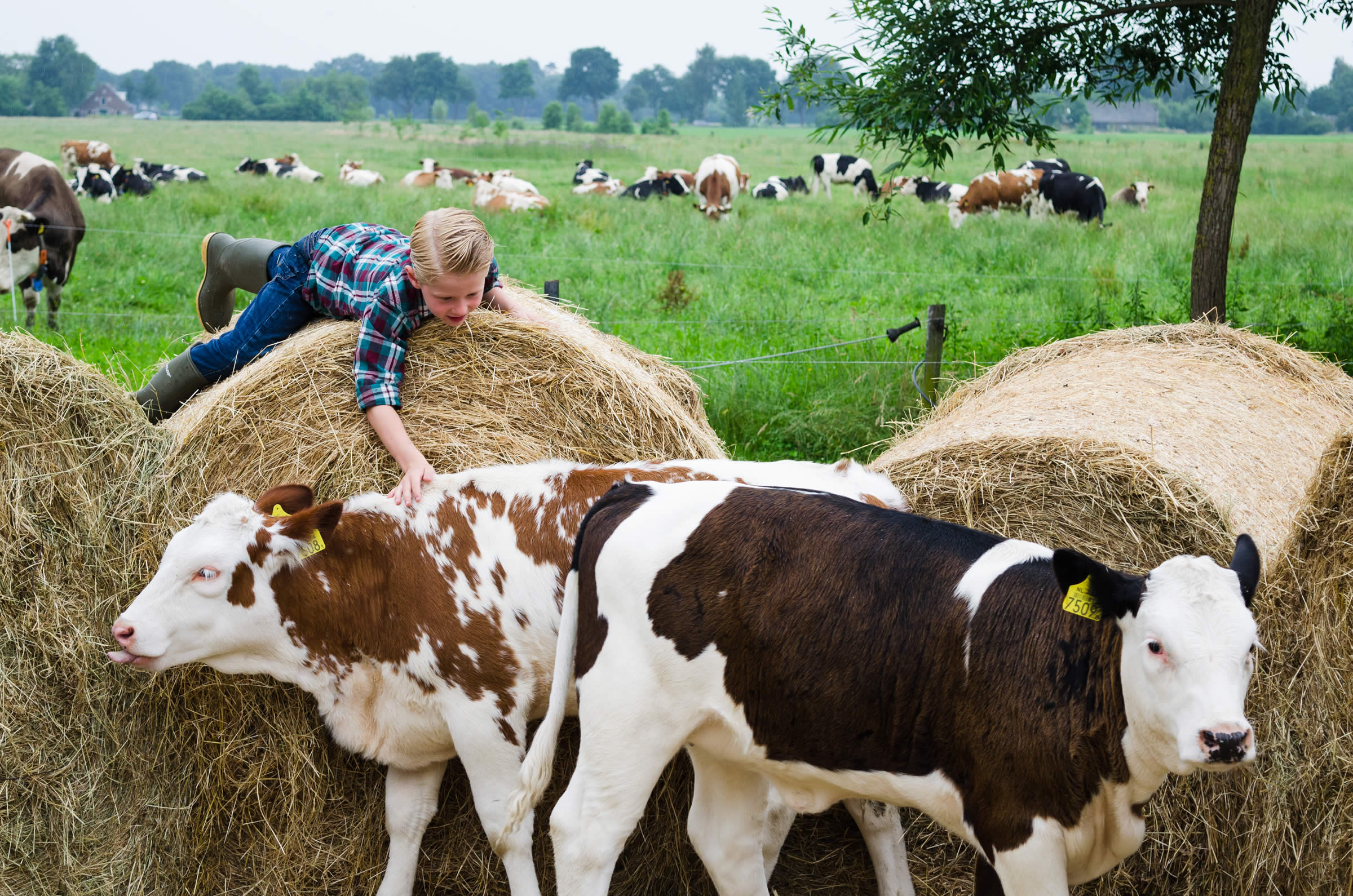 Jumbo gaat als eerste alleen maar duurzame melk verkopen — Milieudefensie Jumbo gaat als eerste alleen maar duurzame melk verkopen — Milieudefensie