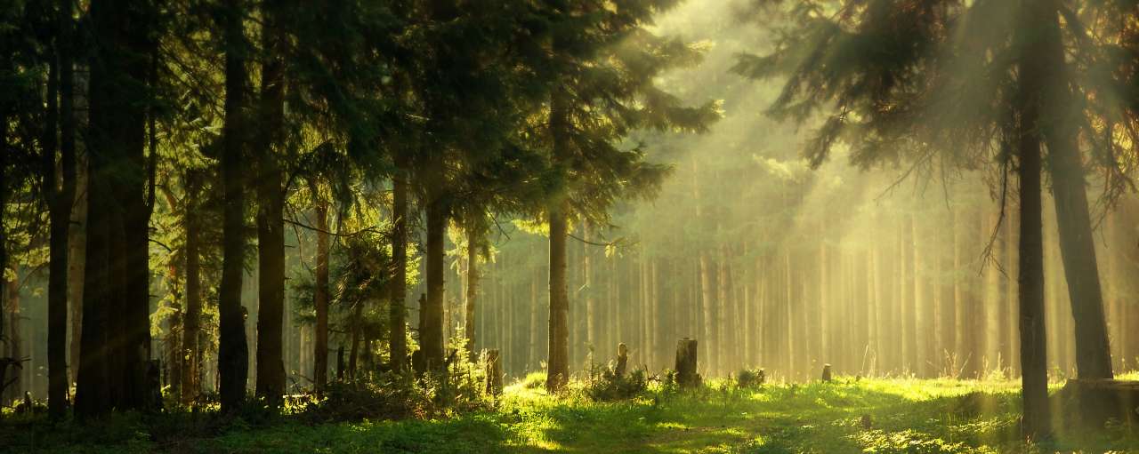 Kan Shell zijn CO2-uitstoot compenseren met een mega-bos? — Milieudefensie